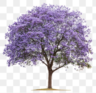 PNG Jacaranda tree jacaranda purple | Free PNG - rawpixel