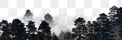 Forest png border, transparent background | Free PNG - rawpixel