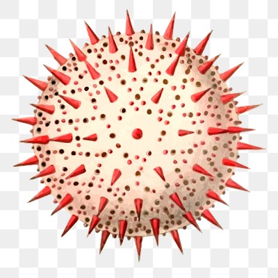 Macro pollen png sticker, transparent | Free PNG - rawpixel