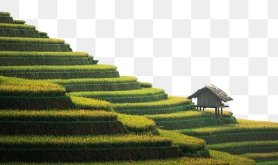 Paddy field landscape png, transparent | Free PNG - rawpixel