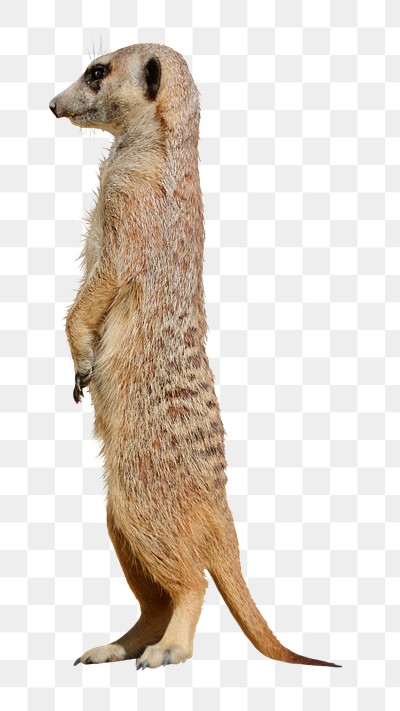 Standing meerkat png sticker, transparent | Free PNG - rawpixel