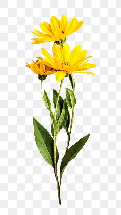 Yellow daisy png sticker, transparent | Free PNG - rawpixel