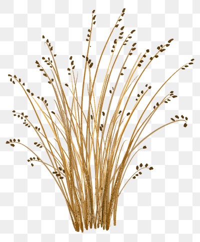 Rushes grass png sticker, botanical | Premium PNG - rawpixel