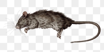 Dead rat png sticker, vintage | Premium PNG - rawpixel