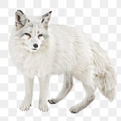 Png white arctic fox, transparent | Free PNG - rawpixel