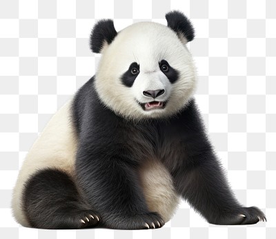 PNG Wildlife animal mammal panda. | Premium PNG - rawpixel