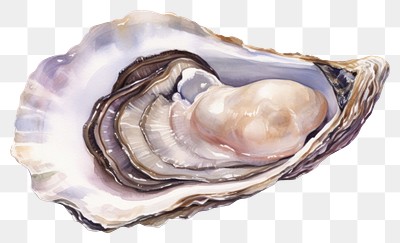 PNG Oyster seafood shell invertebrate. | Premium PNG - rawpixel