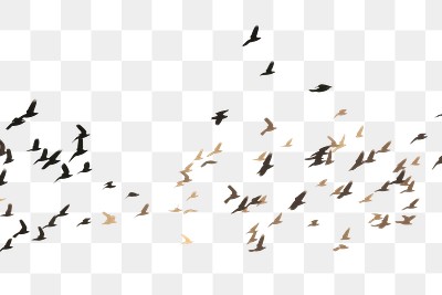 Wildlife animal flying flock. | Premium PNG - rawpixel