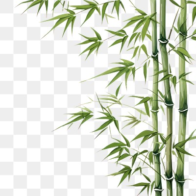 PNG Bamboo plant transparent background | Free PNG - rawpixel
