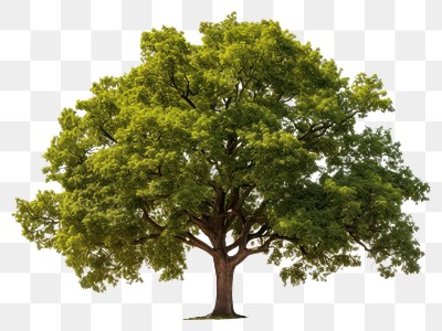 PNG Plant tree tranquility sunlight. | Premium PNG - rawpixel