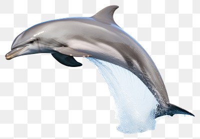PNG Dolphin animal mammal fish. | Premium PNG - rawpixel