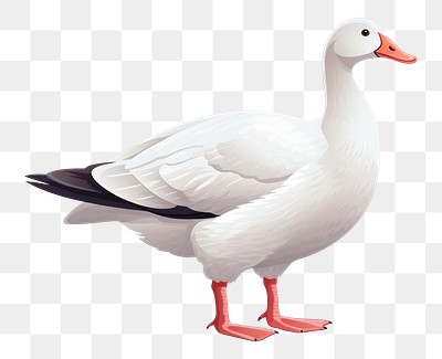 PNG Snow goose animal white | Premium PNG - rawpixel