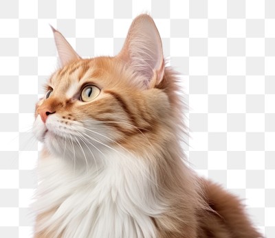 PNG Stray cat animal mammal | Free PNG - rawpixel