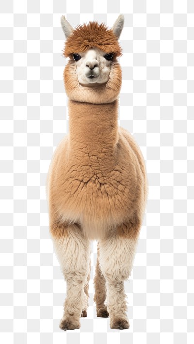 PNG Alpaca wildlife mammal animal. | Free PNG - rawpixel