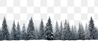 PNG Tree snow outdoors woodland | Free PNG - rawpixel