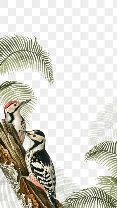 Exotic birds png border, transparent | Premium PNG - rawpixel