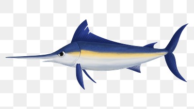 Marlin fish png sticker, animal | Premium PNG - rawpixel