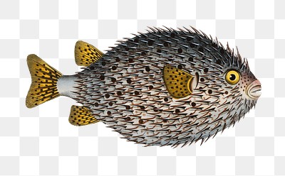 Round Diodon (Diodon Hystrix) Ichtylogie, | Free Photo Illustration ...