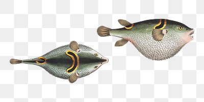 Eyespot puffer (Tetrodon ocellatus) Ichtylogie, | Free Photo ...