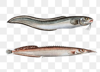 1. Ophidium Barbatum 2. Ophidium | Free Photo Illustration - rawpixel