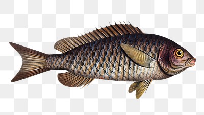 Great-scaled Bodian (Bodianus macrolepidotus) Ichtylogie, | Free Photo ...