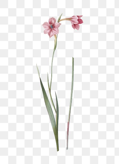 Sword lily illustration Les liliacées | Free Photo Illustration - rawpixel