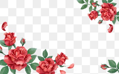Red rose png border, transparent | Premium PNG - rawpixel