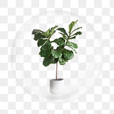 Fiddle leaf fig png element | Free PNG - rawpixel