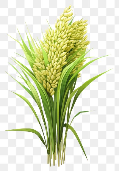 PNG Rice plant wheat food. | Premium PNG - rawpixel