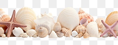 PNG Seashells white background invertebrate | Premium PNG - rawpixel