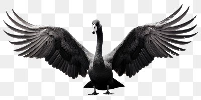 PNG Swan cormorant animal goose. | Premium PNG - rawpixel
