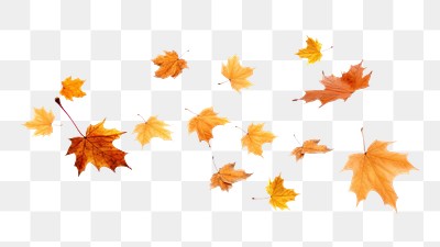 Falling maple leaf png, transparent | Free PNG - rawpixel