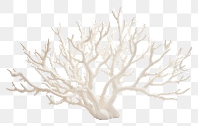 PNG Staghorn coral plant tree | Free PNG - rawpixel
