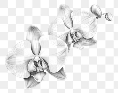 Orchid drawing sketch flower. | Premium Photo Illustration - rawpixel