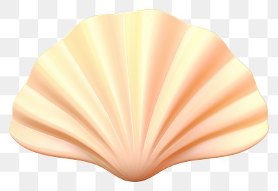 PNG Cartoon sea shell white | Free PNG - rawpixel