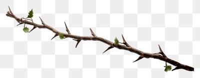 PNG Thorns branch plant white | Premium PNG - rawpixel