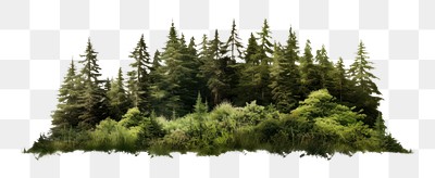 PNG Forest vegetation outdoors woodland | Premium PNG - rawpixel