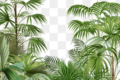 PNG Vintage jungle border, transparent | Premium PNG - rawpixel
