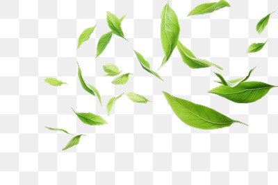 PNG Green tea leaves flying | Premium PNG - rawpixel