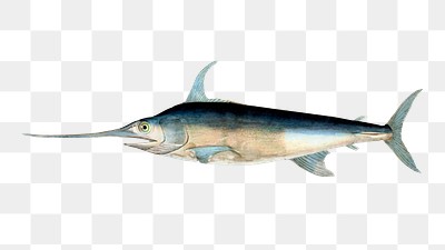 Swordfish png sticker, sea life | Free PNG - rawpixel