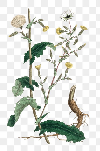 Opium Images | Free Photos, PNG Stickers, Wallpapers & Backgrounds ...