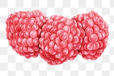 Hand drawn raspberry illustration | Premium PSD - rawpixel