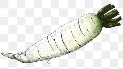 Colorful daikon Japaneses radish png | Premium PNG Sticker - rawpixel