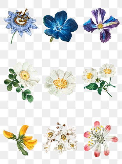 Vintage flower psd sticker set | Premium PNG - rawpixel
