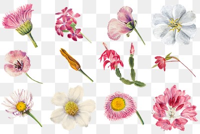 Hand drawn pink flowers png | Free PNG - rawpixel