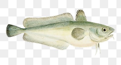 Vintage bearded red cod png | Premium PNG Sticker - rawpixel