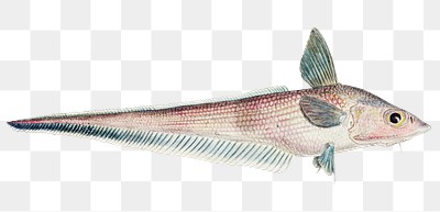 Rattail fish png sea creature | Free PNG Sticker - rawpixel