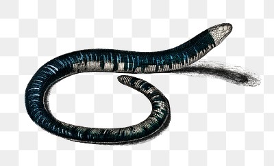 Amphisbaena fuliginosa (spotted worm lizard), | Free Photo Illustration ...