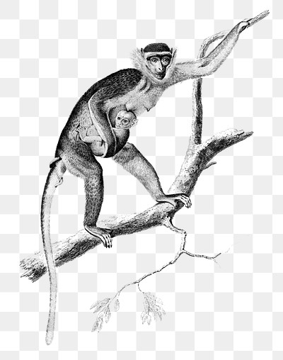 Hand drawn grivet and baby | Premium PNG Sticker - rawpixel