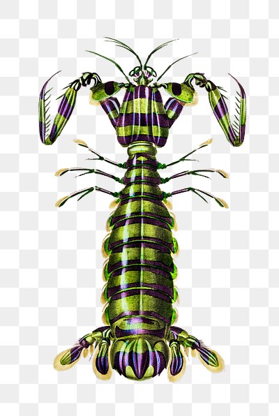 Giant mantis shrimp png hand | Premium PNG Sticker - rawpixel